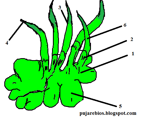 Lap stc DIVISI BRYOPHYTA ( Anthoceros sp.)
