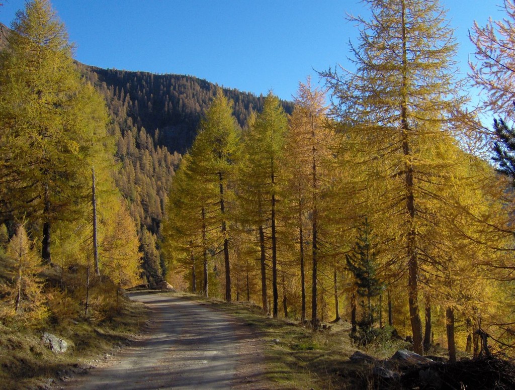 Trees Planet: Larix decidua - European Larch