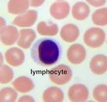 Pengertian Limfosit dan Pengertian Monosit