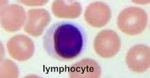 PENGERTIAN DAN ARTIKEL: Pengertian Limfosit dan Pengertian Monosit dan ...