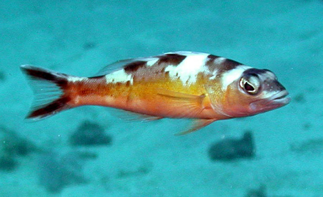 Artes de Pesca: VAMOS A PESCAR SERRANUS