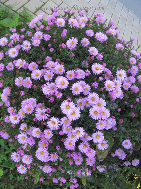 Andrea´s Träume: Monatsblume und Santa