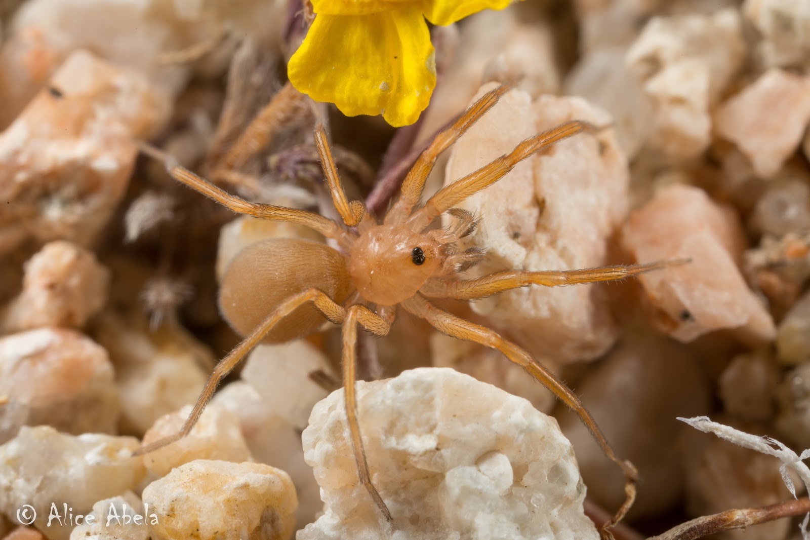 Arañas: Araña Naranja de Dos Ojos