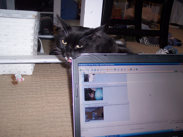 Computer taste funny | Funny Cat Pictures