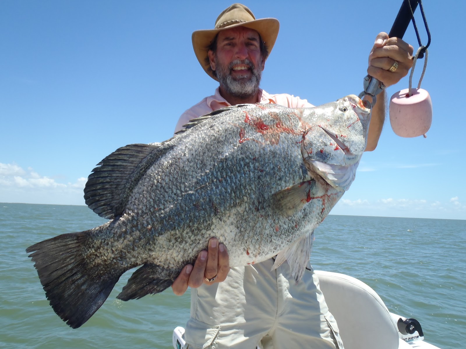 Big Fishes of the World: TRIPLETAIL (Lobotes surinamensis)