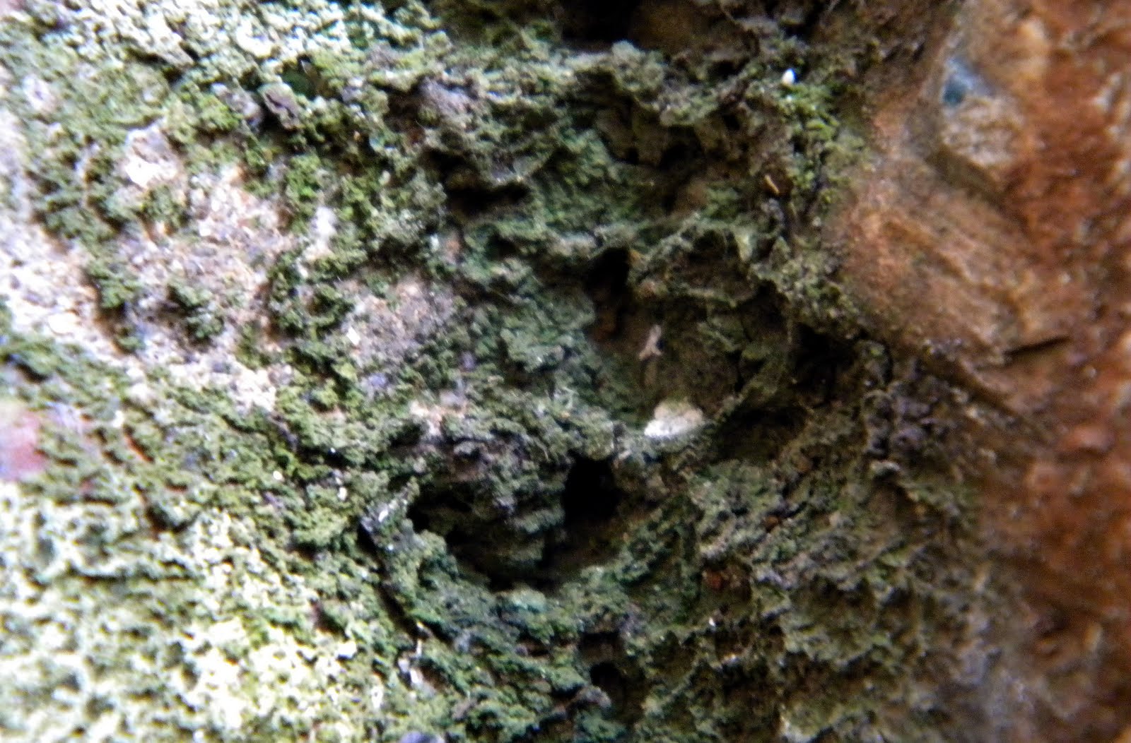 Rust and Mold Never Sleep Public Domain Clip Art Photos and Images