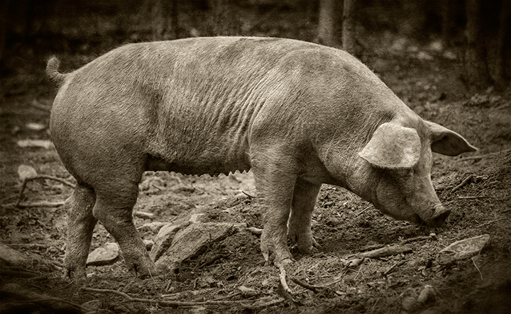 Dan Routh Photography: Let Sleeping Hogs Lie
