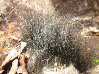 Biodiversity of Cyprus by NGO Protection of the Natural Heritage and ...