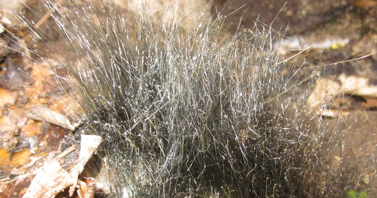 Biodiversity of Cyprus by NGO Protection of the Natural Heritage and ...