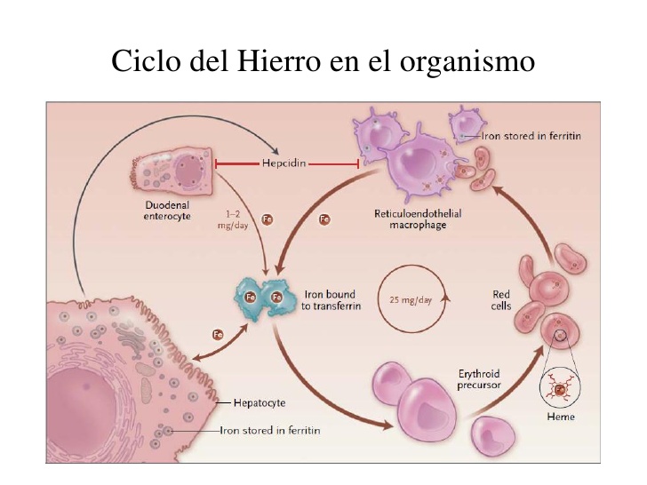 Las funciones de hierro en nuestro organismo
