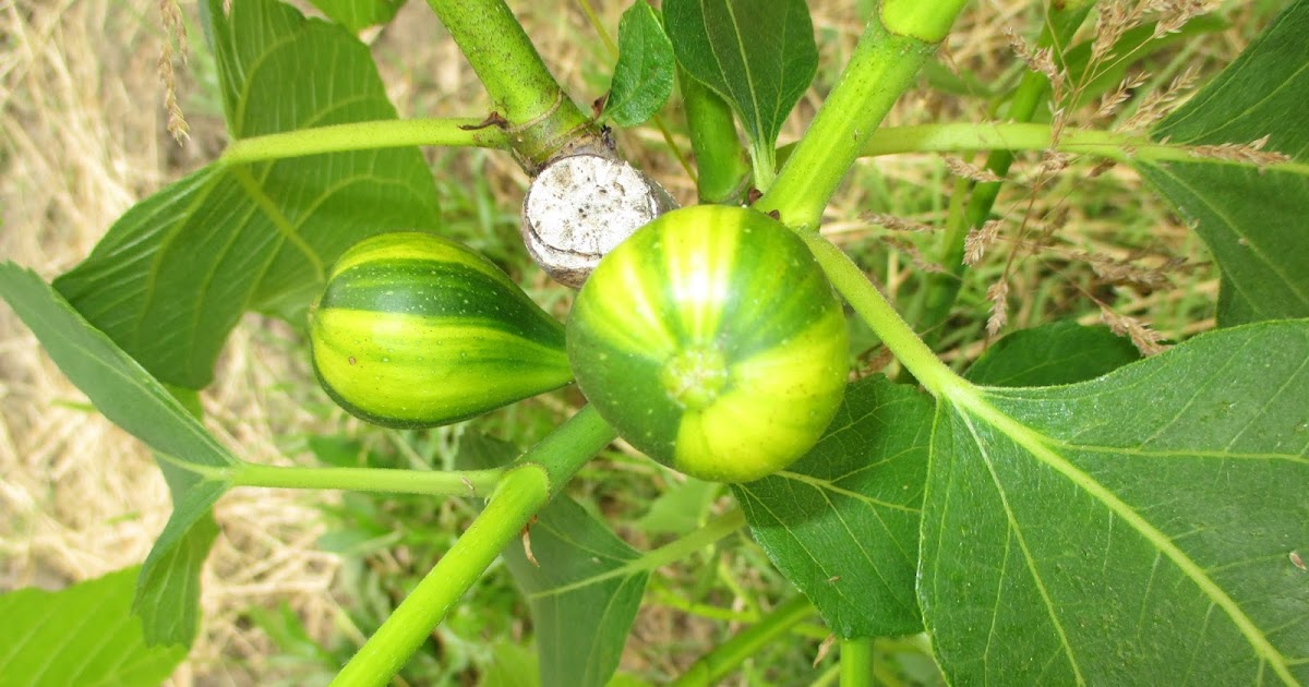 Fruits Seeker: Fichi variegati - variegated figs