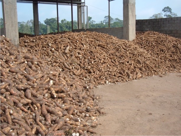Economically sustainable seed businesses to transform cassava ...