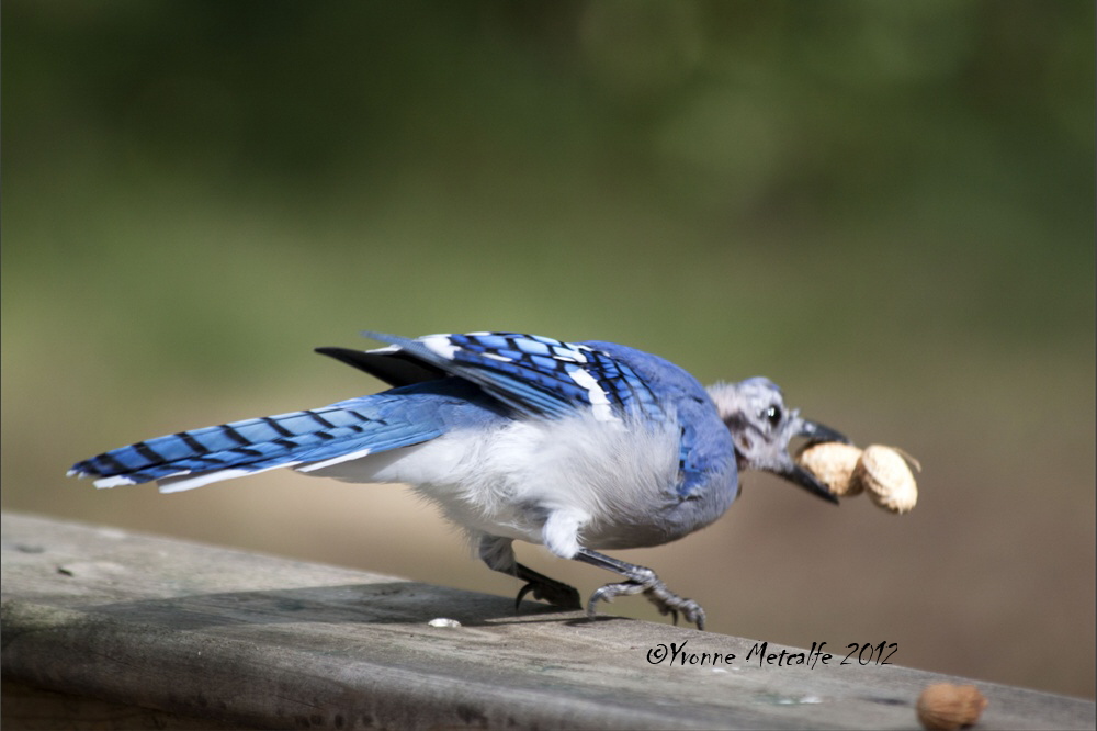 Nature Nut Lady: Bald-headed Blue Jay