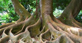 Jayarava's Raves: Roots of the Heart Sutra