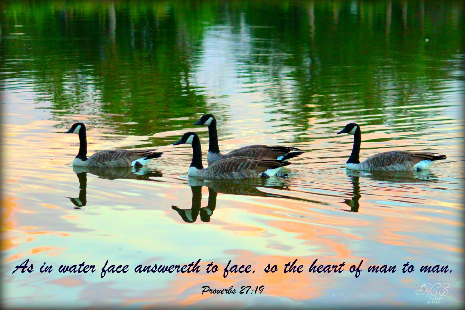 Mountain Mama: Ducks, Geese & Scripture
