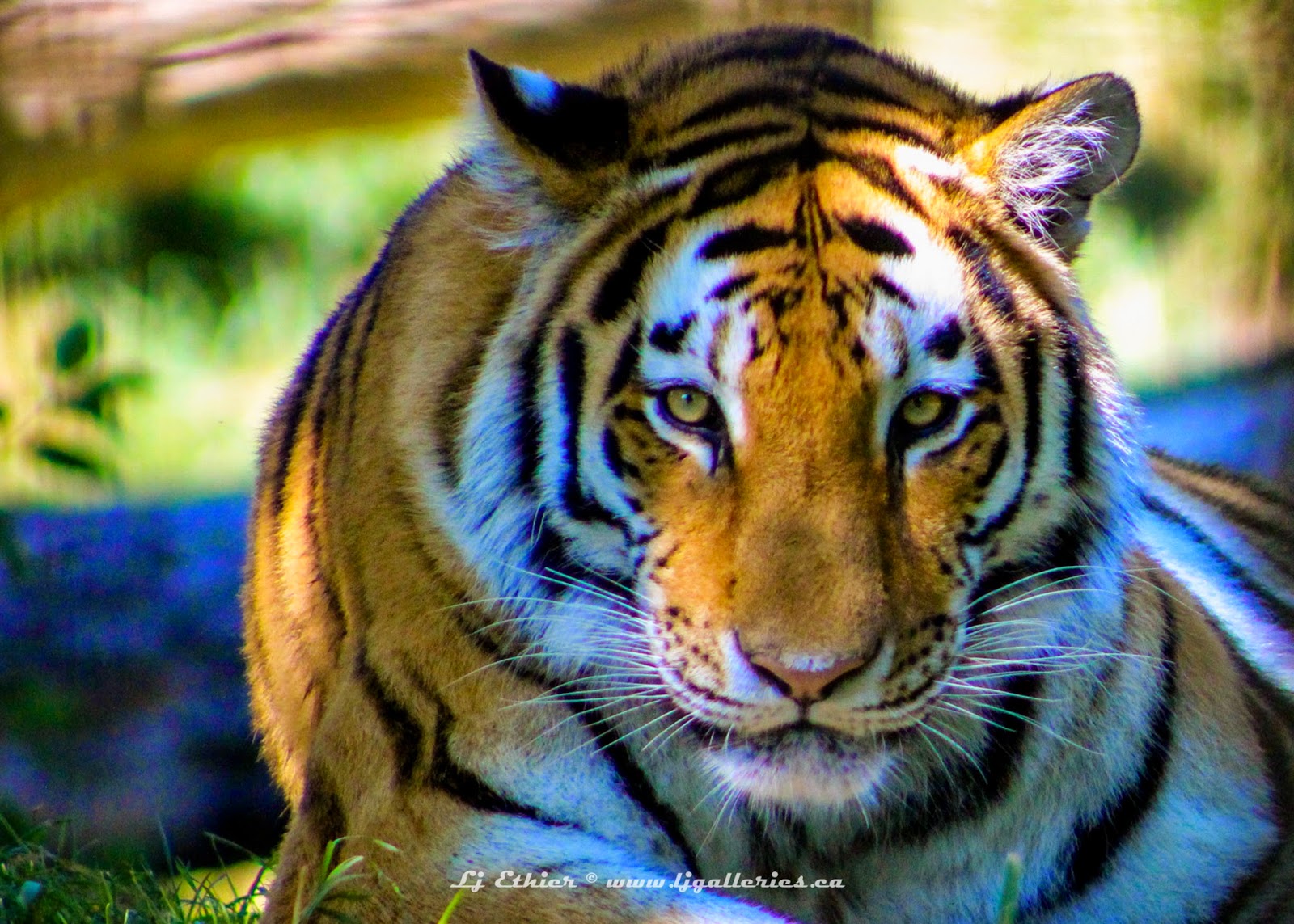 xFrame: Photogenic Tiger