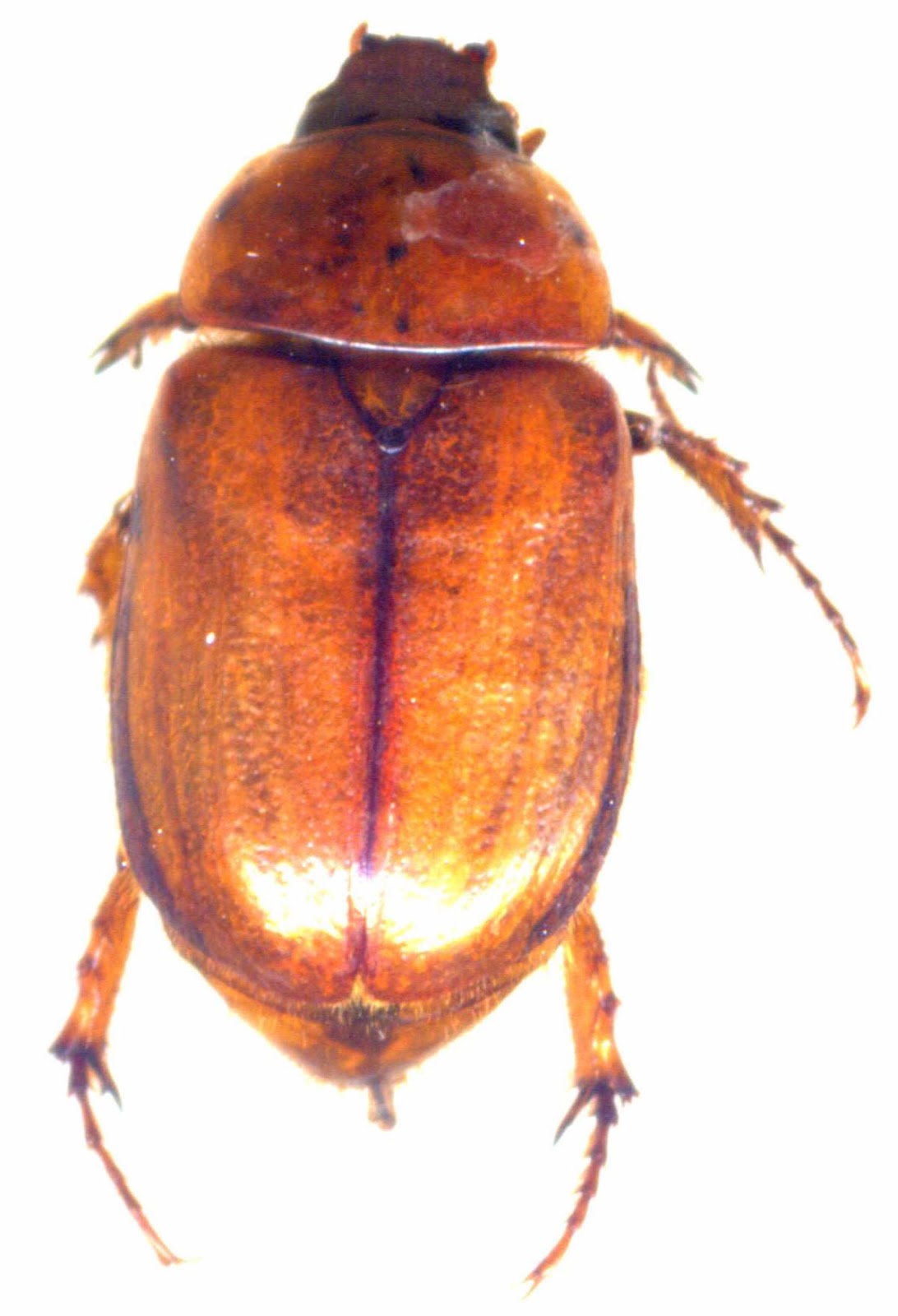 虫頭: コガネカブト（Cyclocephala sp.）Masked Chafer