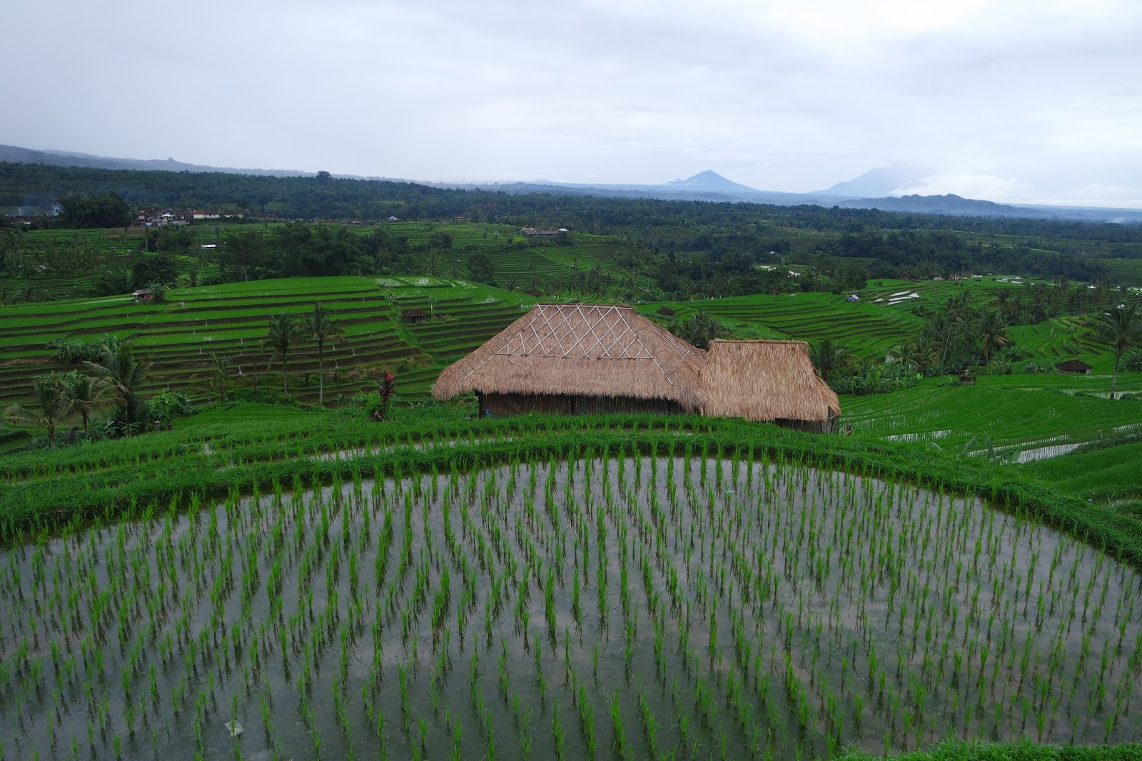Hamparan Sawah Hijau Jatiluwih Bali | Wisata