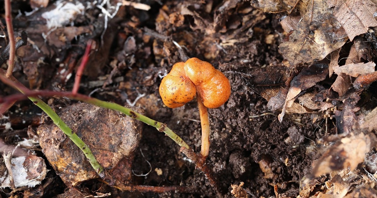 Springfield Plateau: Blueberry Stem Gall