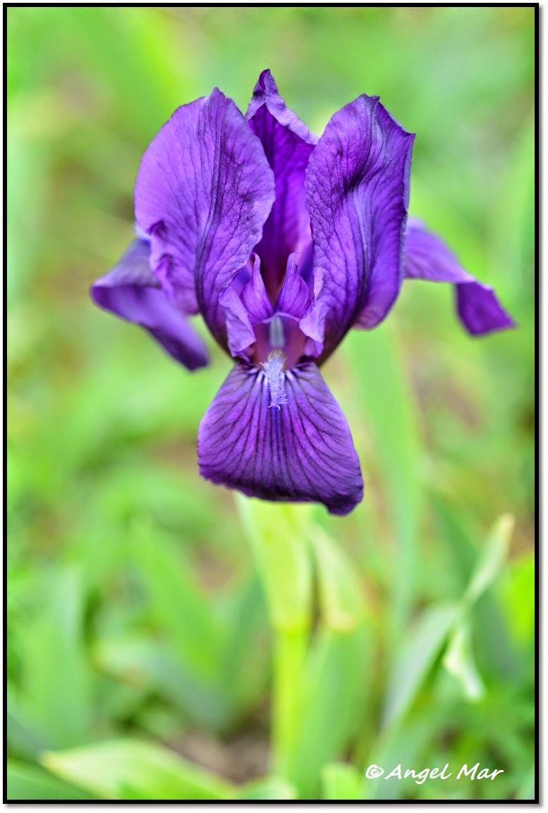 Flores y Bichos ***: Lirios silvestres / Wild lilies (Iris lutescens ...