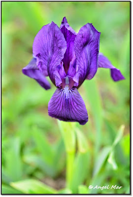 Flores y Bichos ***: Lirios silvestres / Wild lilies (Iris lutescens ...