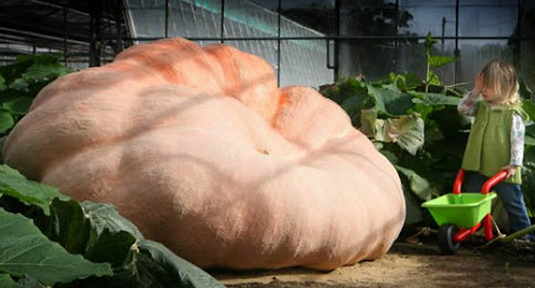 Labu Raksasa Super Besar Yang Pernah Ada di Dunia ~ unik aneh