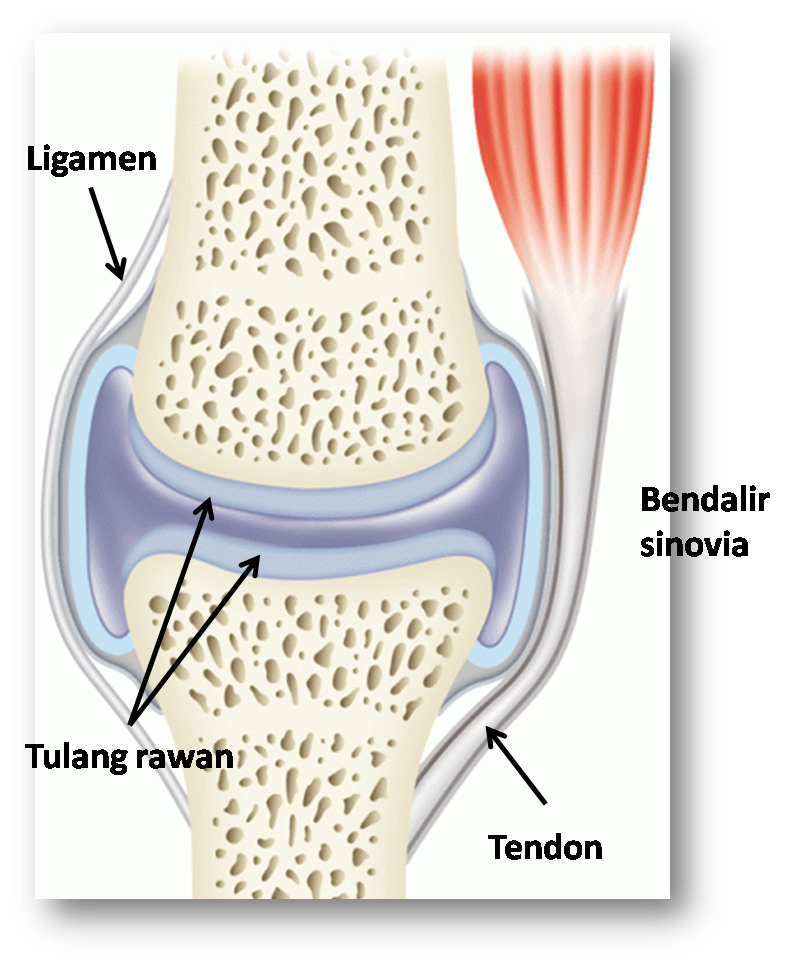 Mommafiyya: Set Kesihatan Sendi Shaklee: Memelihara sendi yang kuat ...