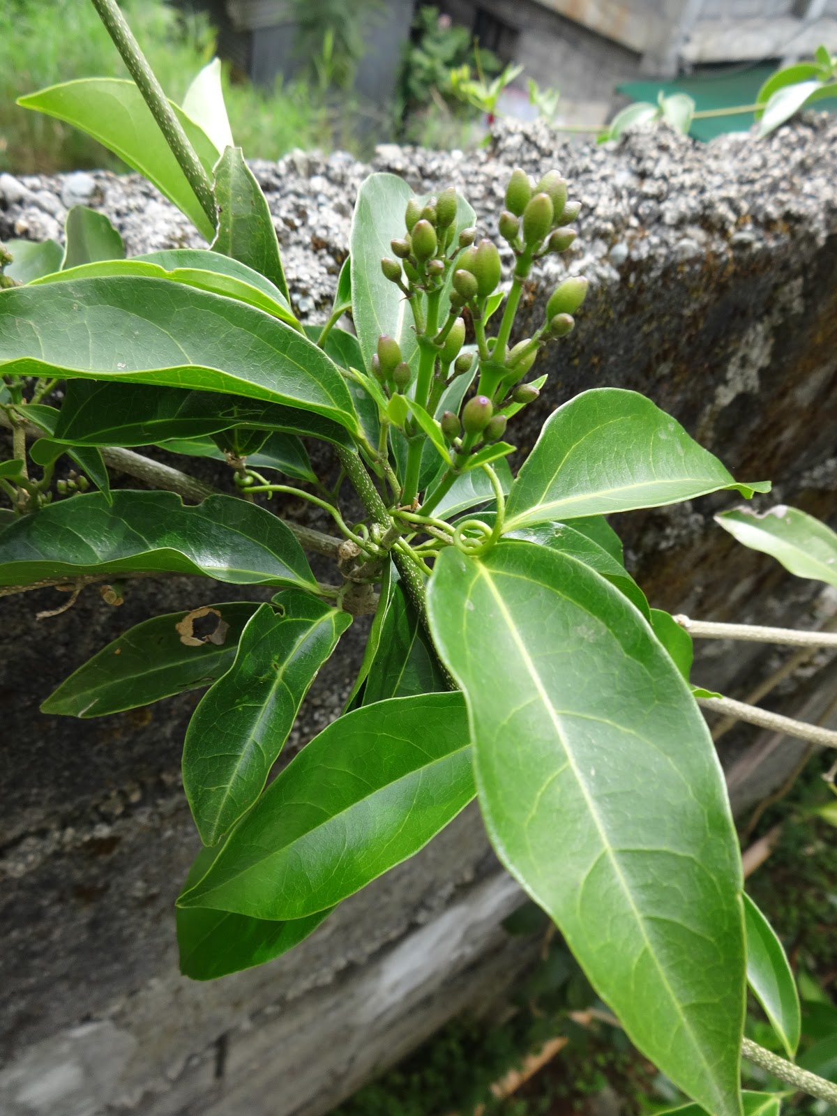 Herbs from Distant Lands: Garlic Vine, Ajos Sacha - Mansoa alliacea ...