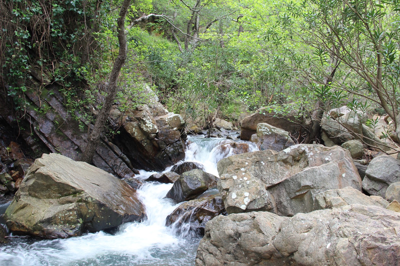 Gabriel's Environment: Arrollo de la miel