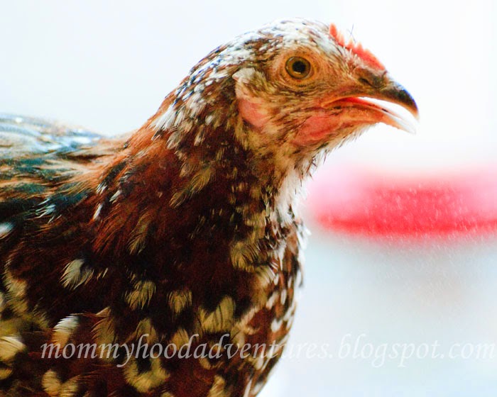 Mommyhood Adventures: The One About a Depressed Chicken