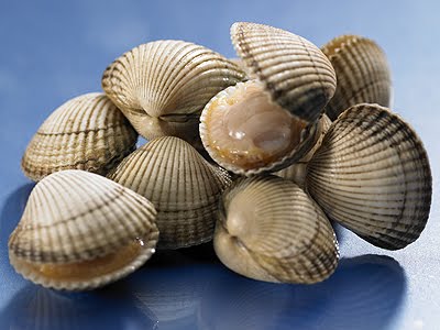 Diario de una Mariscadora: DESCRIPCION DE ALMEJAS Y BIVALVOS