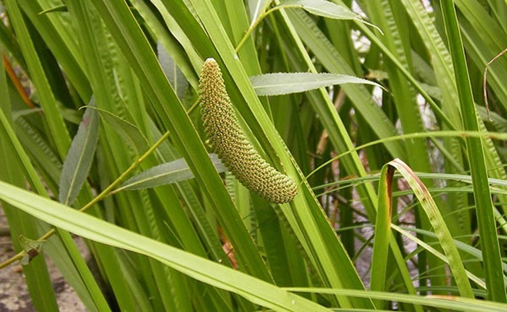 Tanaman Jeringau - Perumperindo.co.id