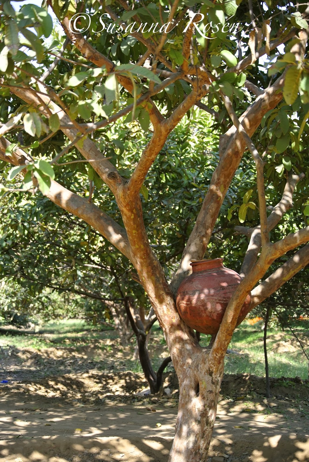 The House of Susanna / my life in India : I visited a guava orchard.