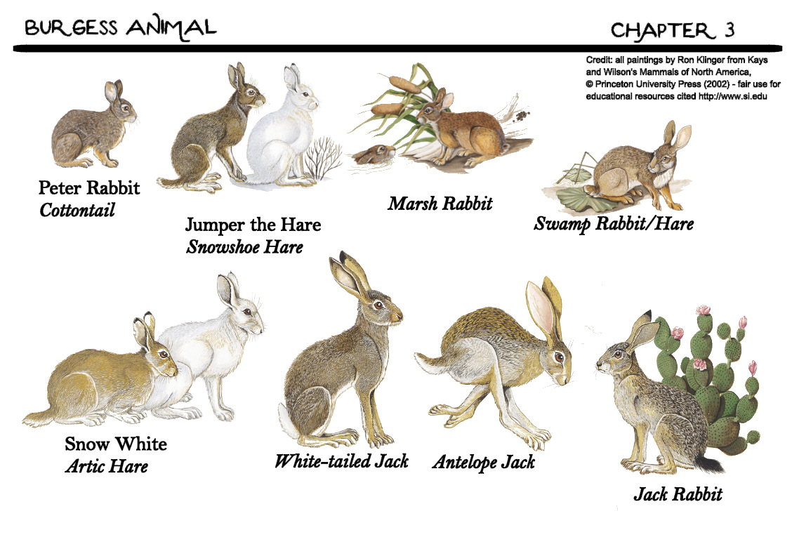 Burgess Animal Resource