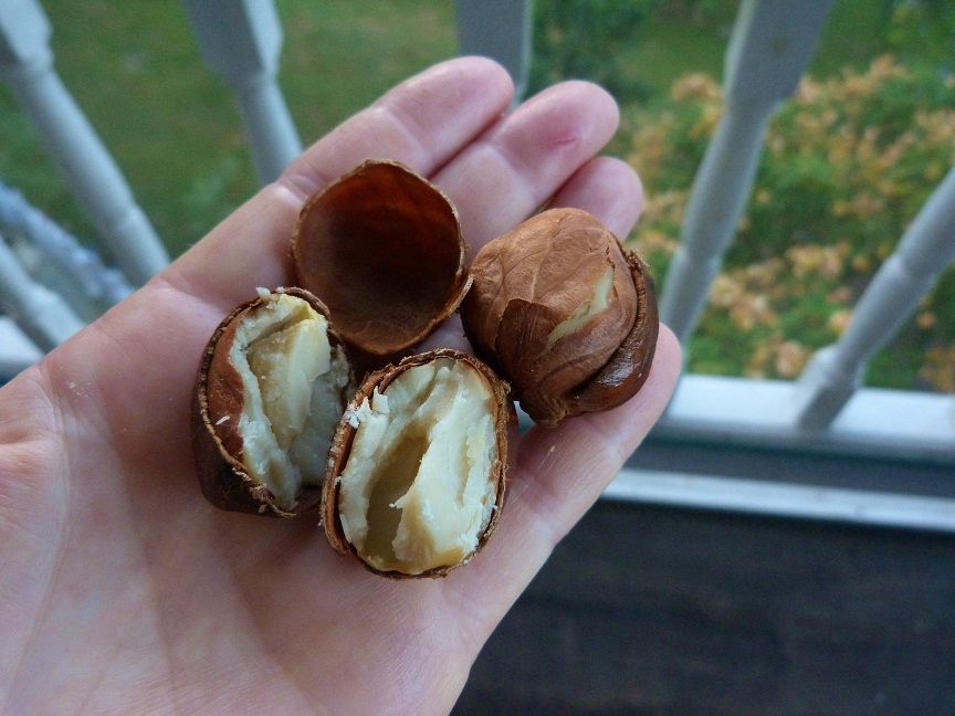 Cottage Life on Pilgrim's Farm: Breadnut...
