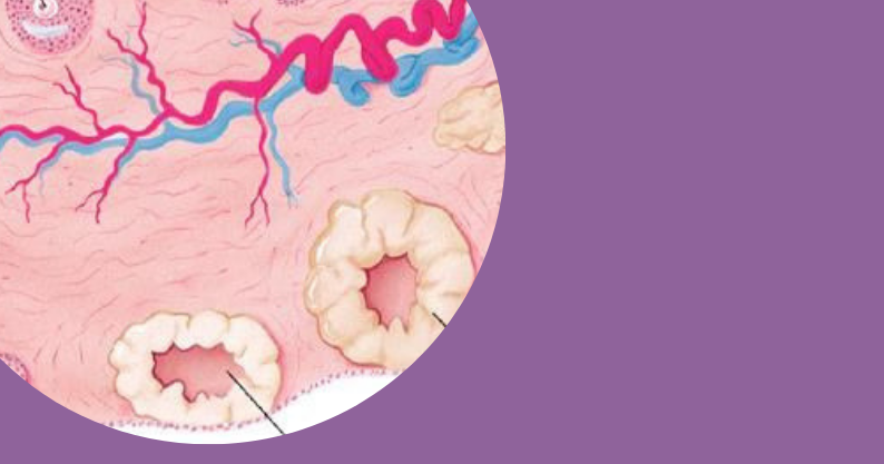 INFERTILITY TREATMENT: Facts of follicular growth in Ovary