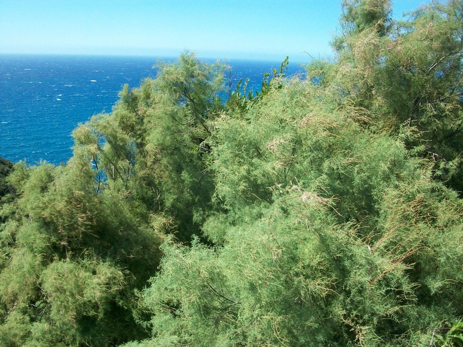 Donna di Piante: Le Tamerici "salmastre ed arse"