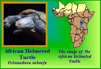 randuwa: East African Savanna: The Reptiles