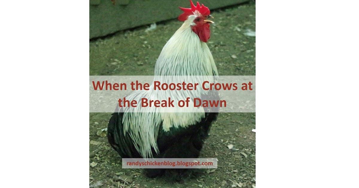Randy's Chicken Blog: When the Rooster Crows at the Break of Dawn - Why ...