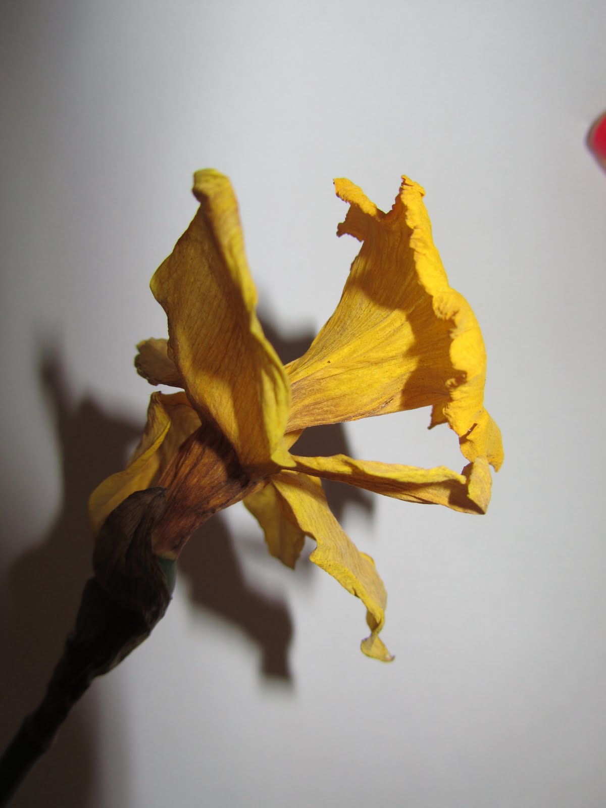 Design Practice: The Decomposition of a Flower.