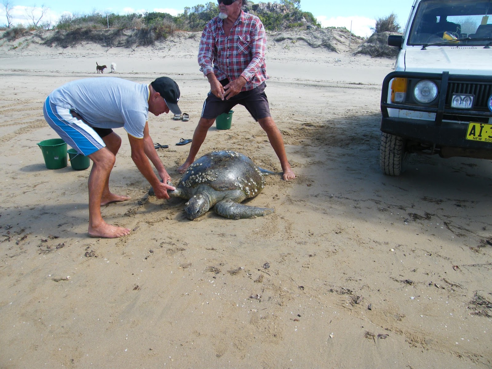 BJ and Noelle Travel Oz : Airlie Beach - Funny Dunny (Wunjunga ...