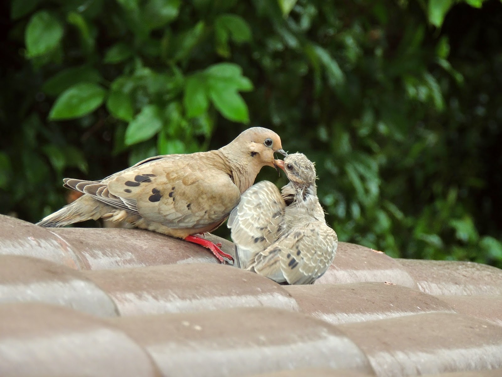 Amanda no País das Maravilhas: Zenaida auriculata (Pomba de bando)