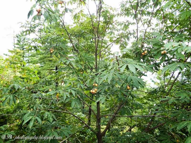 Walnut Tree | Nature, Cultural, and Travel Photography Blog
