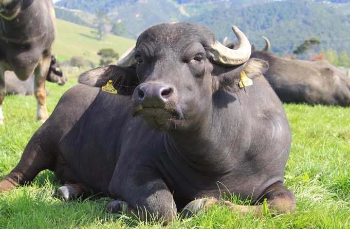 All Animals: Water Buffalo Photos,News,kinds of Buffalos