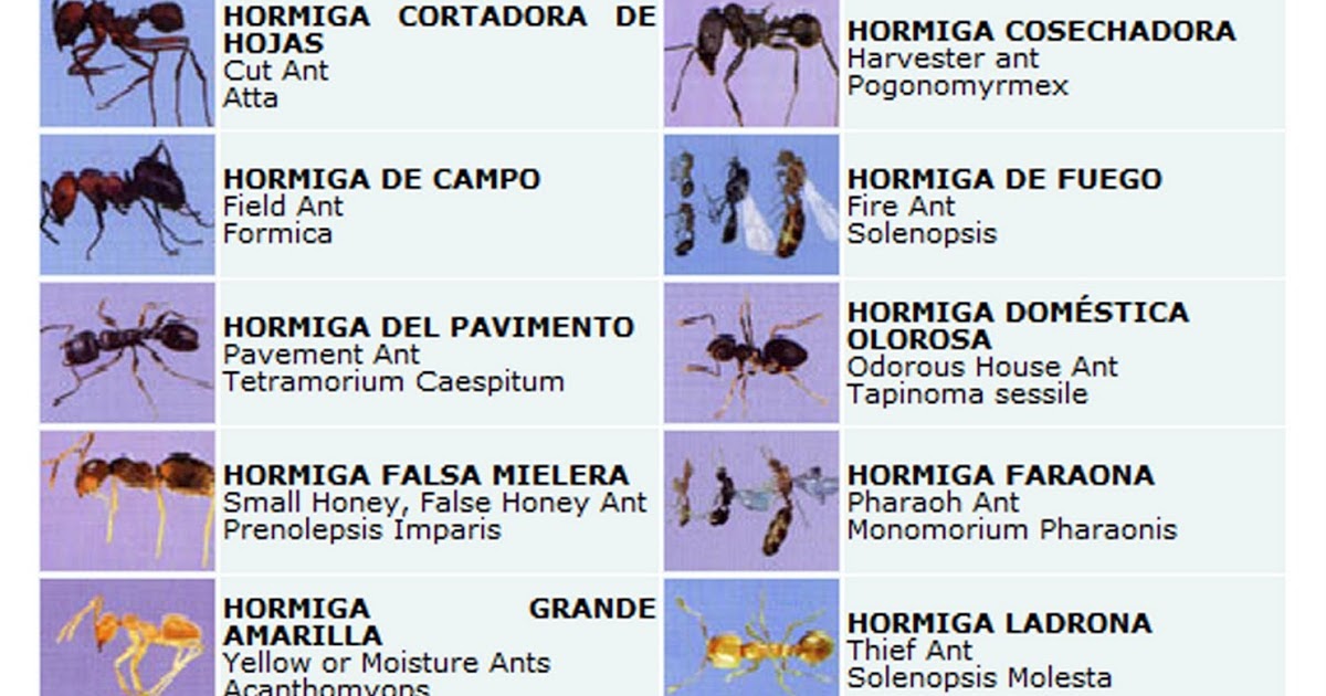 Tipos de hormigas