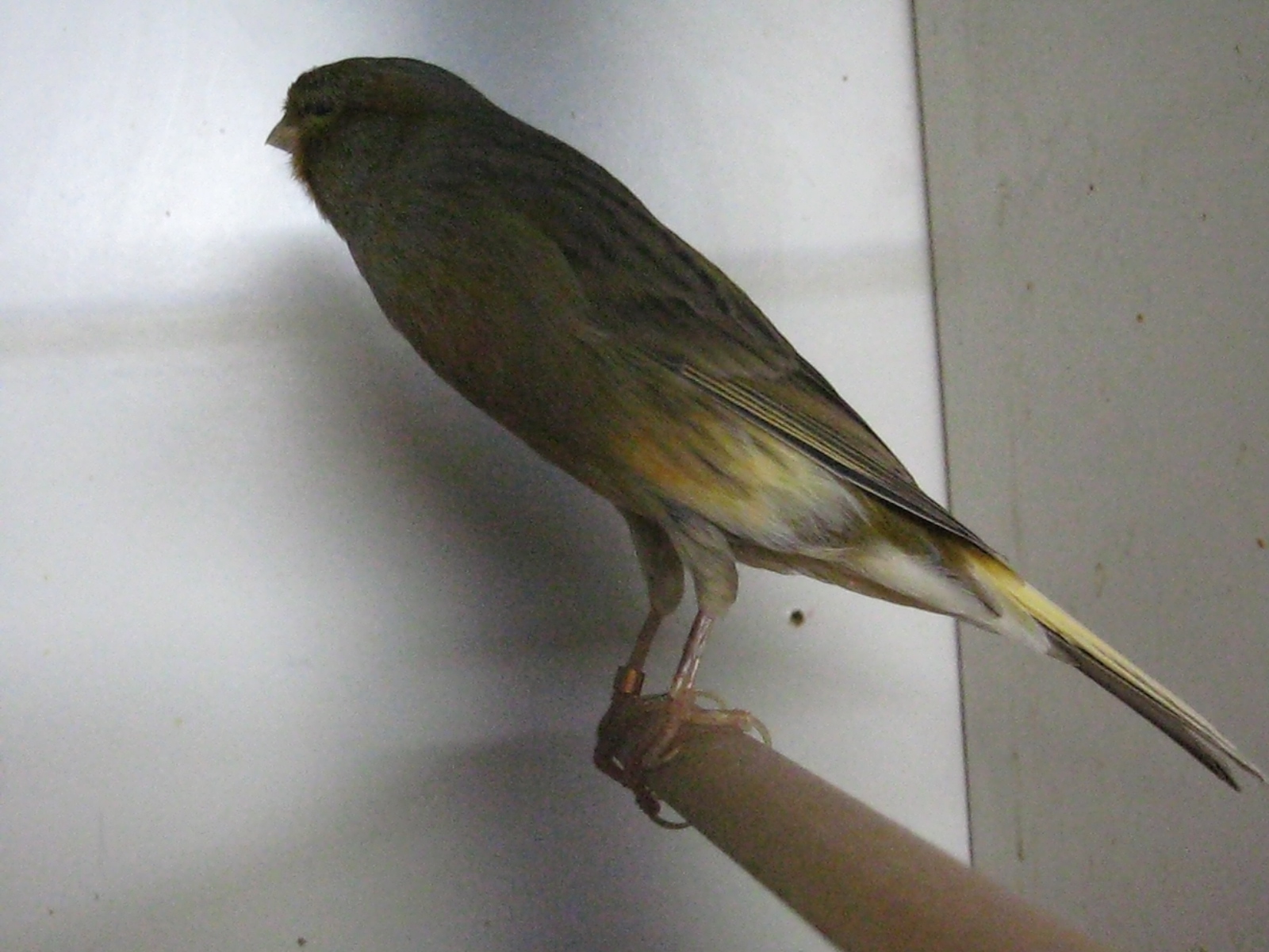 Yorkshire Canary: yorkshire