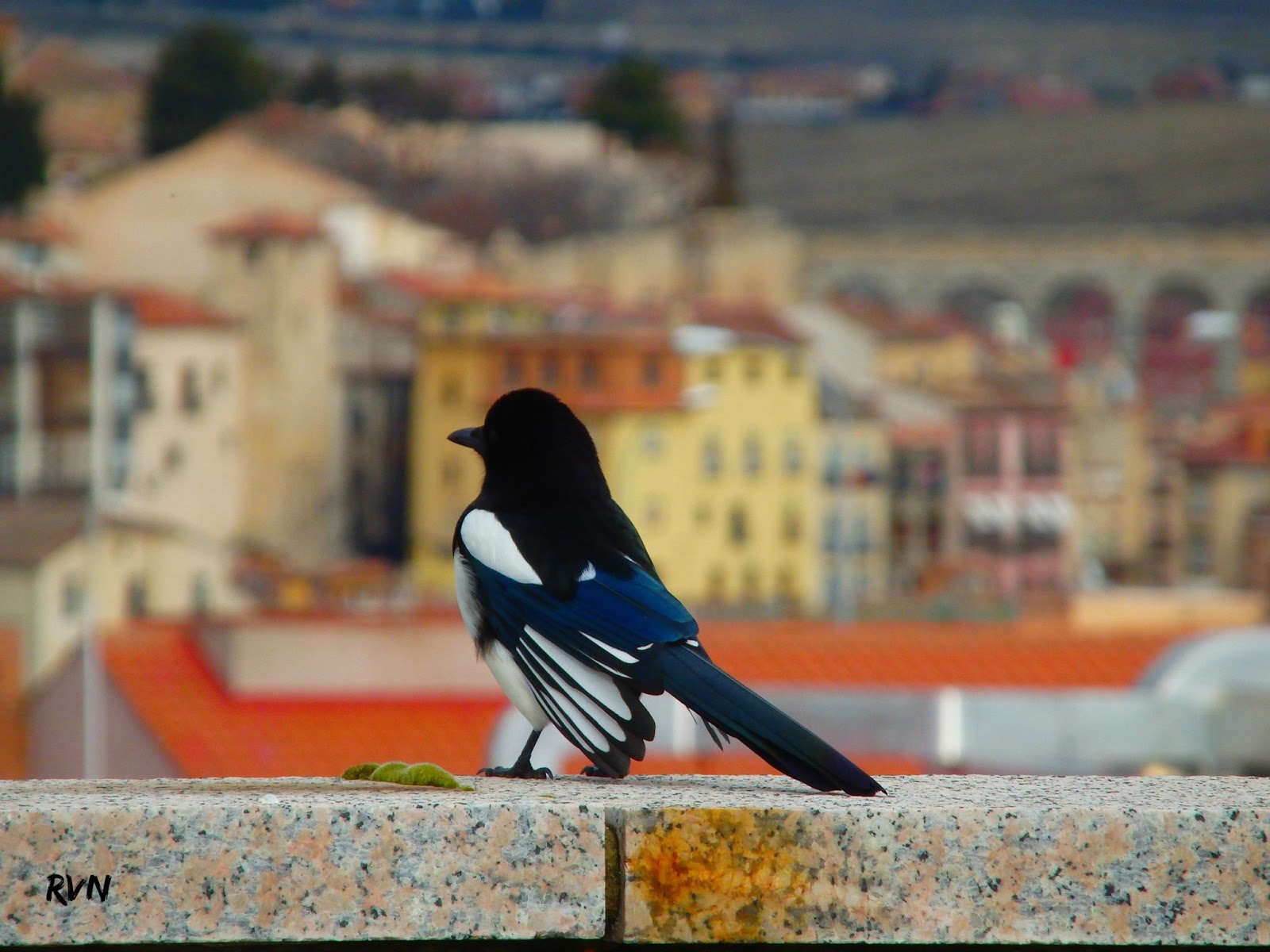 Poemas de un pediatra: Oda a la urraca