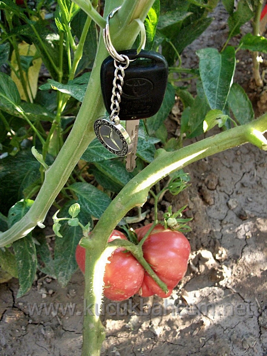 PDA: Pembe Domates Ağı Ortak Web-Günlüğü