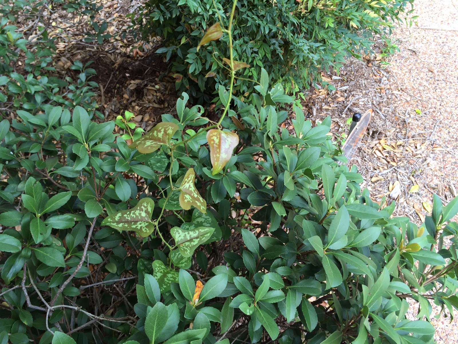 Preferred Landscape and Lighting: A thorn in your side...how to control ...