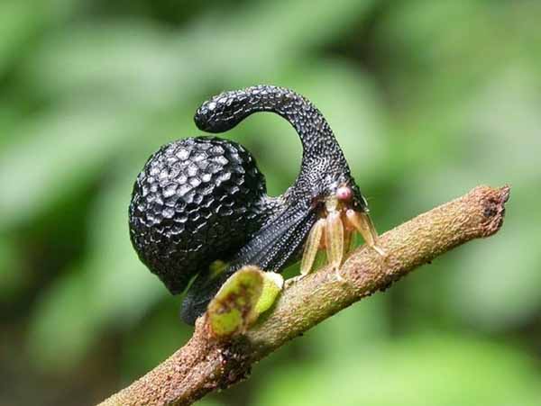 Treehopper Insects With Unique and Bizarre Head | Luxyana